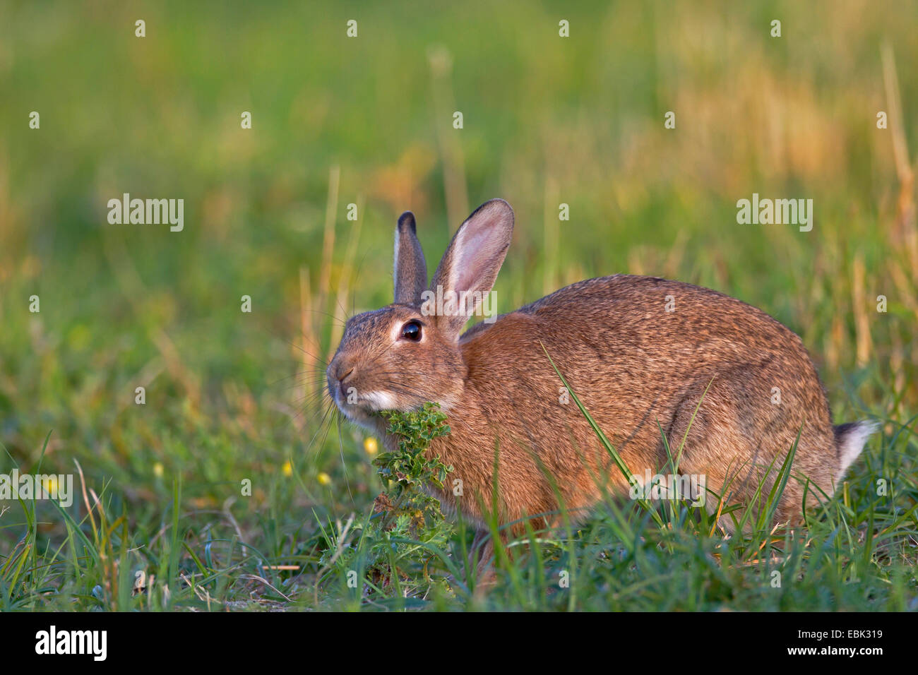 European rabbit (Oryctolagus cuniculus), territorial marking in a ...