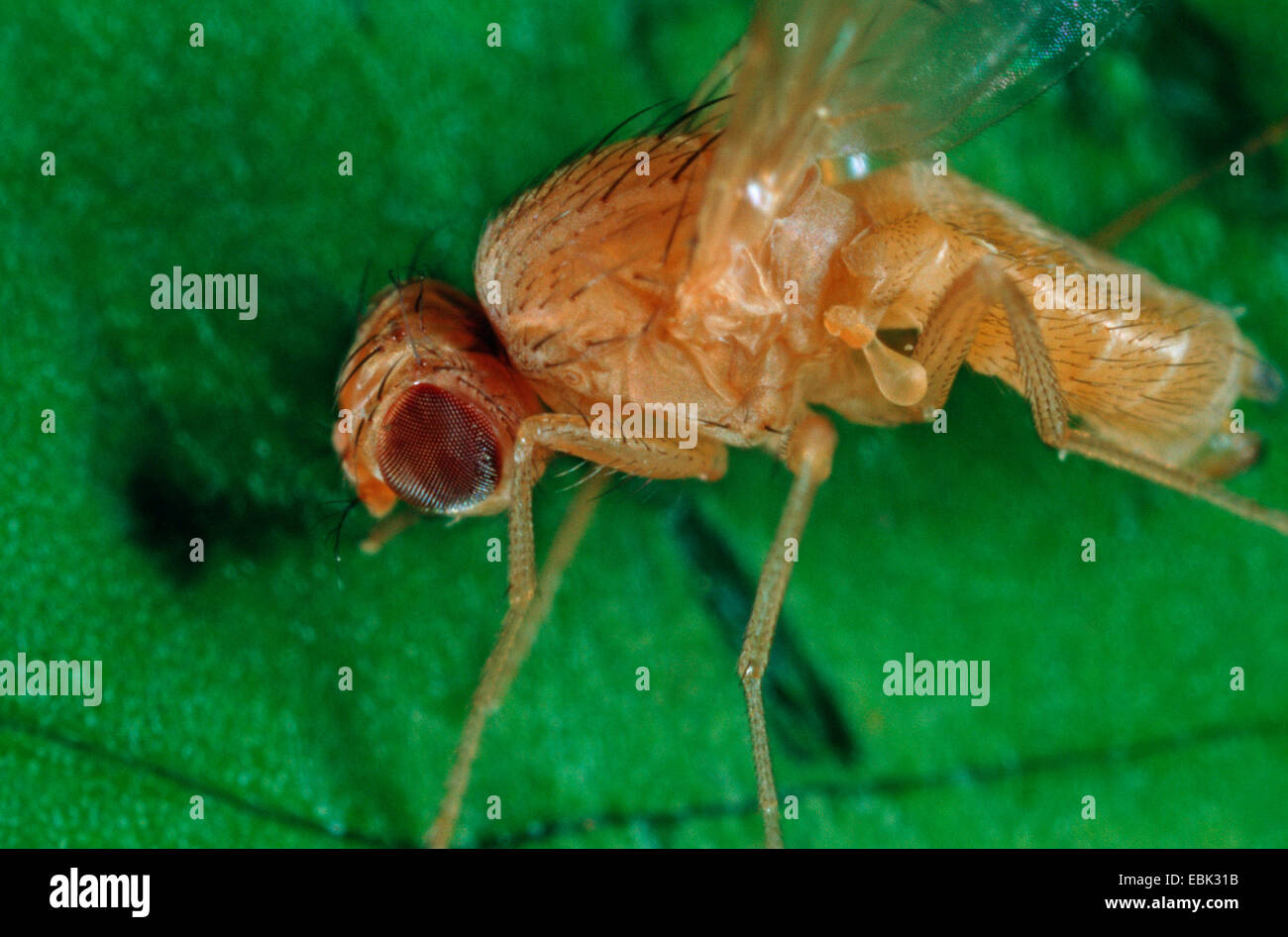 leaf miner (Scaptomyza flava ), pest on cabbage Stock Photo - Alamy