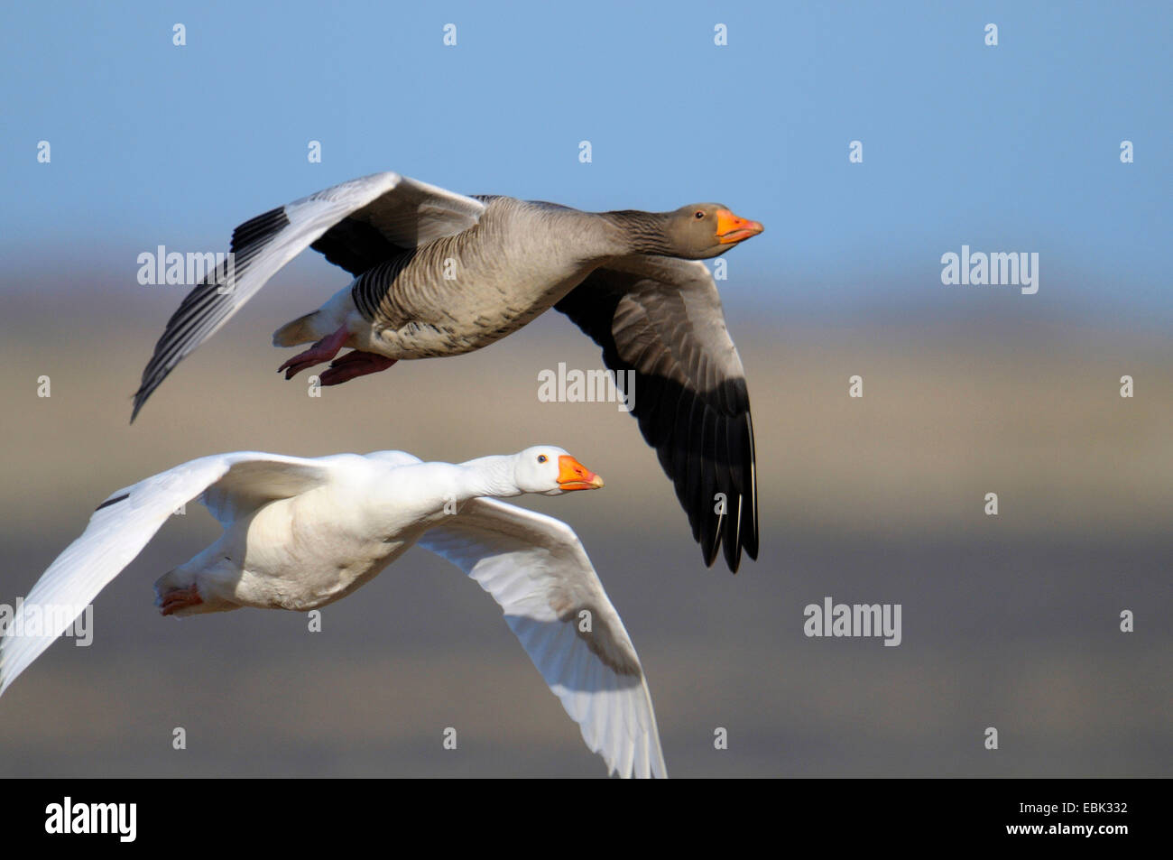 greylag goose (Anser anser), two greylag geese flying, Netherlands ...