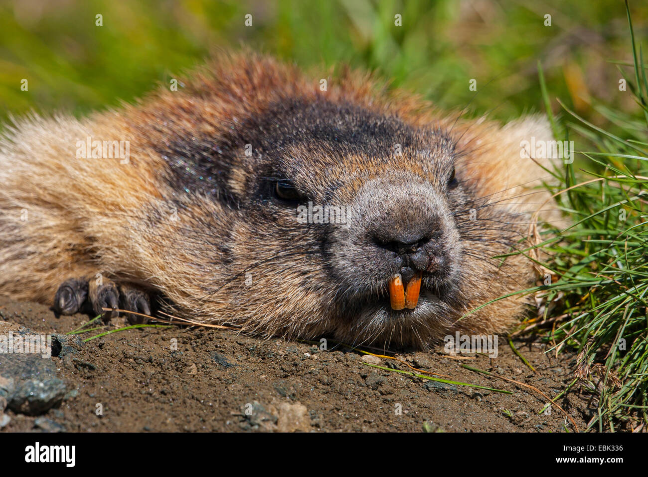 alpine marmot (Marmota marmota), sunbathing in the morning sun in front ...
