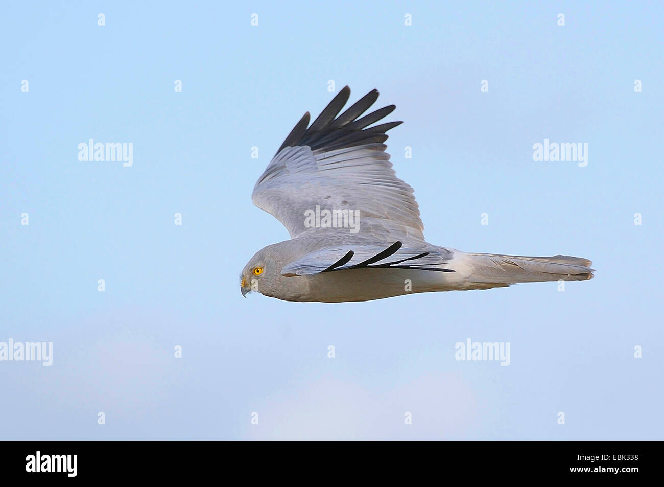 hen harrier (Circus cyaneus), flying, Netherlands, Texel Stock Photo ...