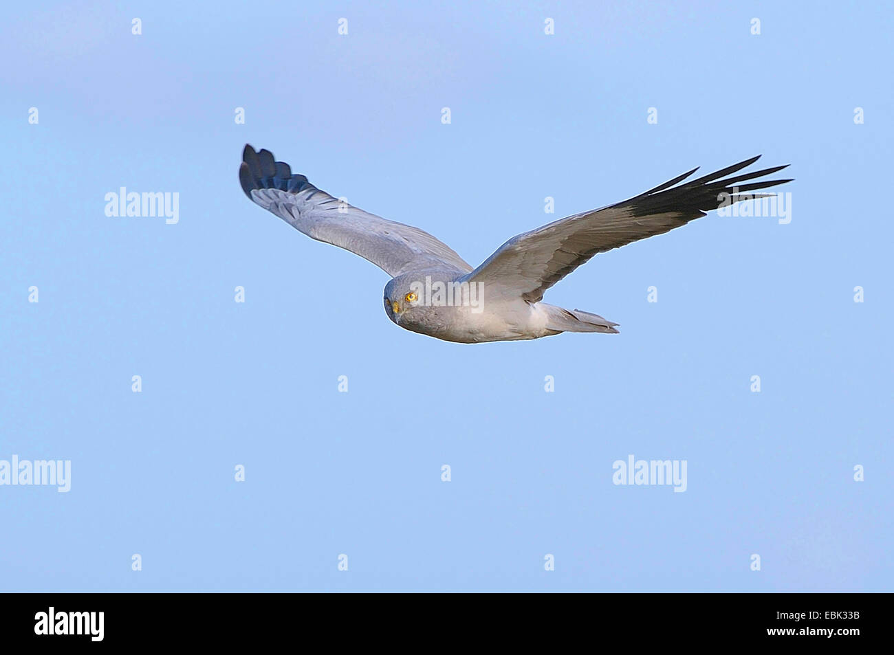hen harrier (Circus cyaneus), flying, Netherlands, Texel Stock Photo ...