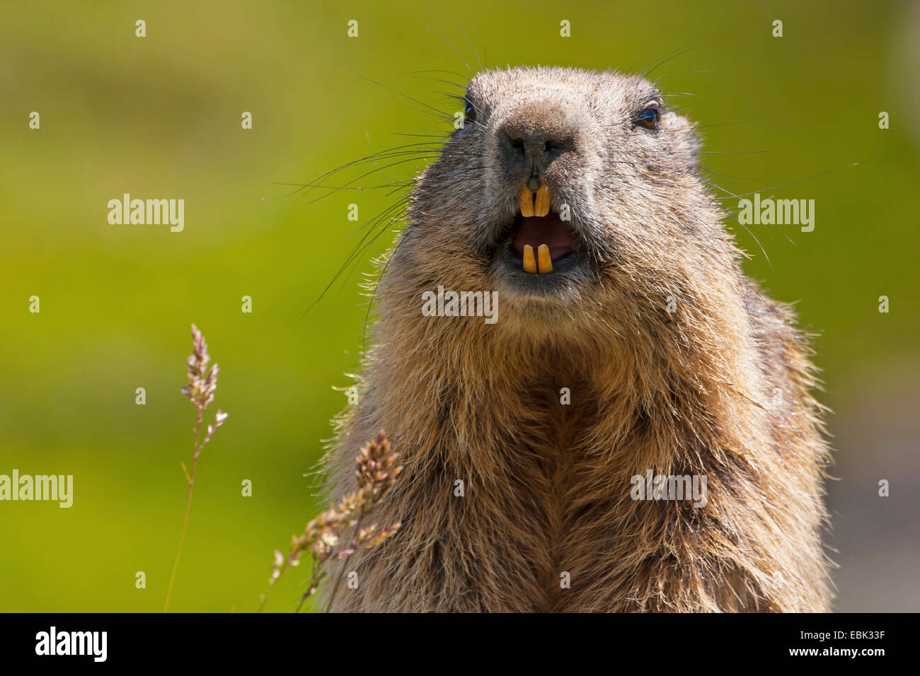 Park austria marmots grossglockner hi-res stock photography and images ...