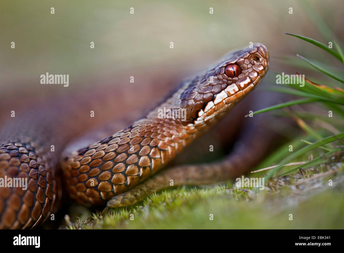 adder, common viper, common European viper (Vipera berus), portrait ...