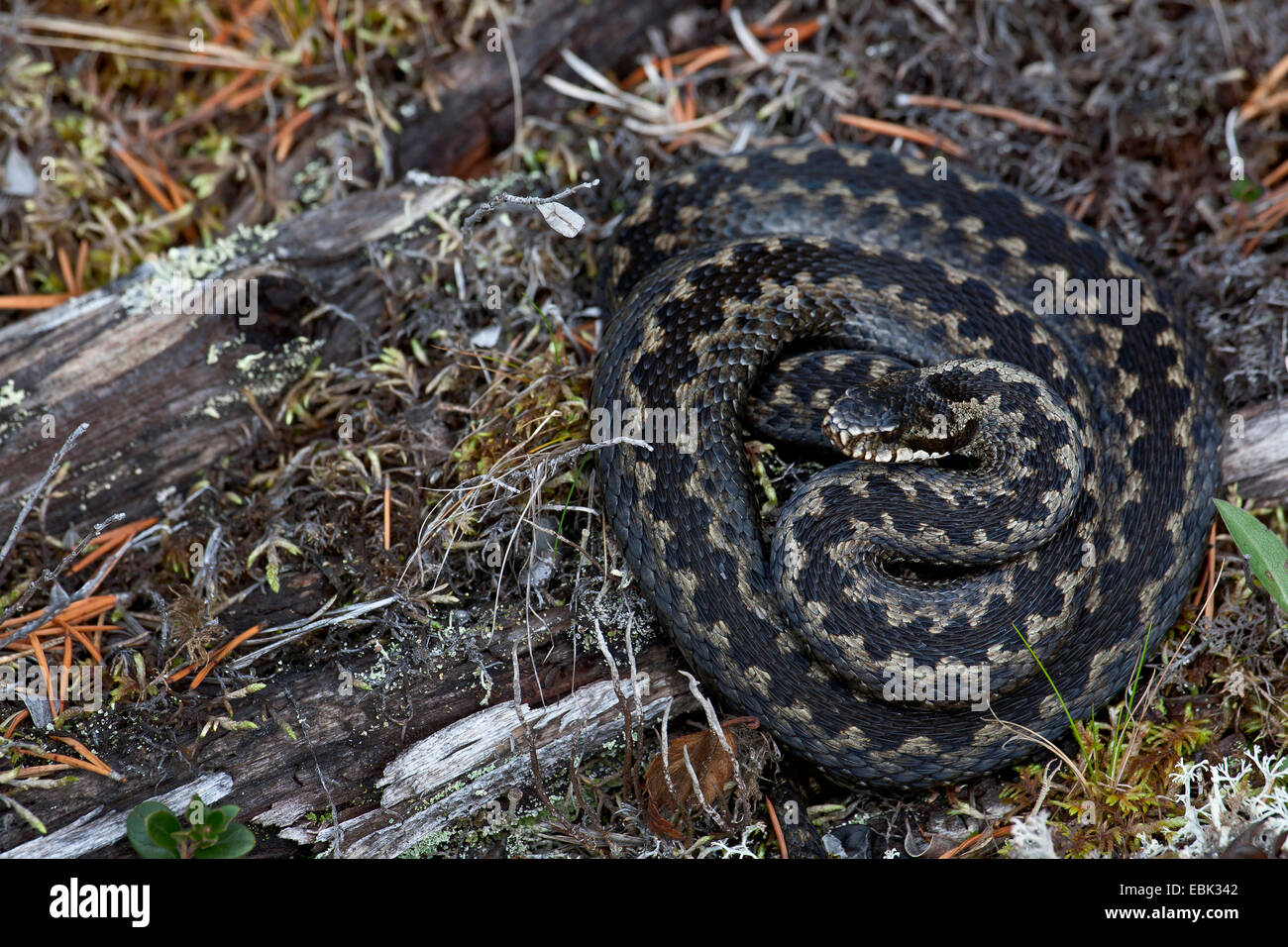 adder, common viper, common European viper (Vipera berus), lying coiled ...