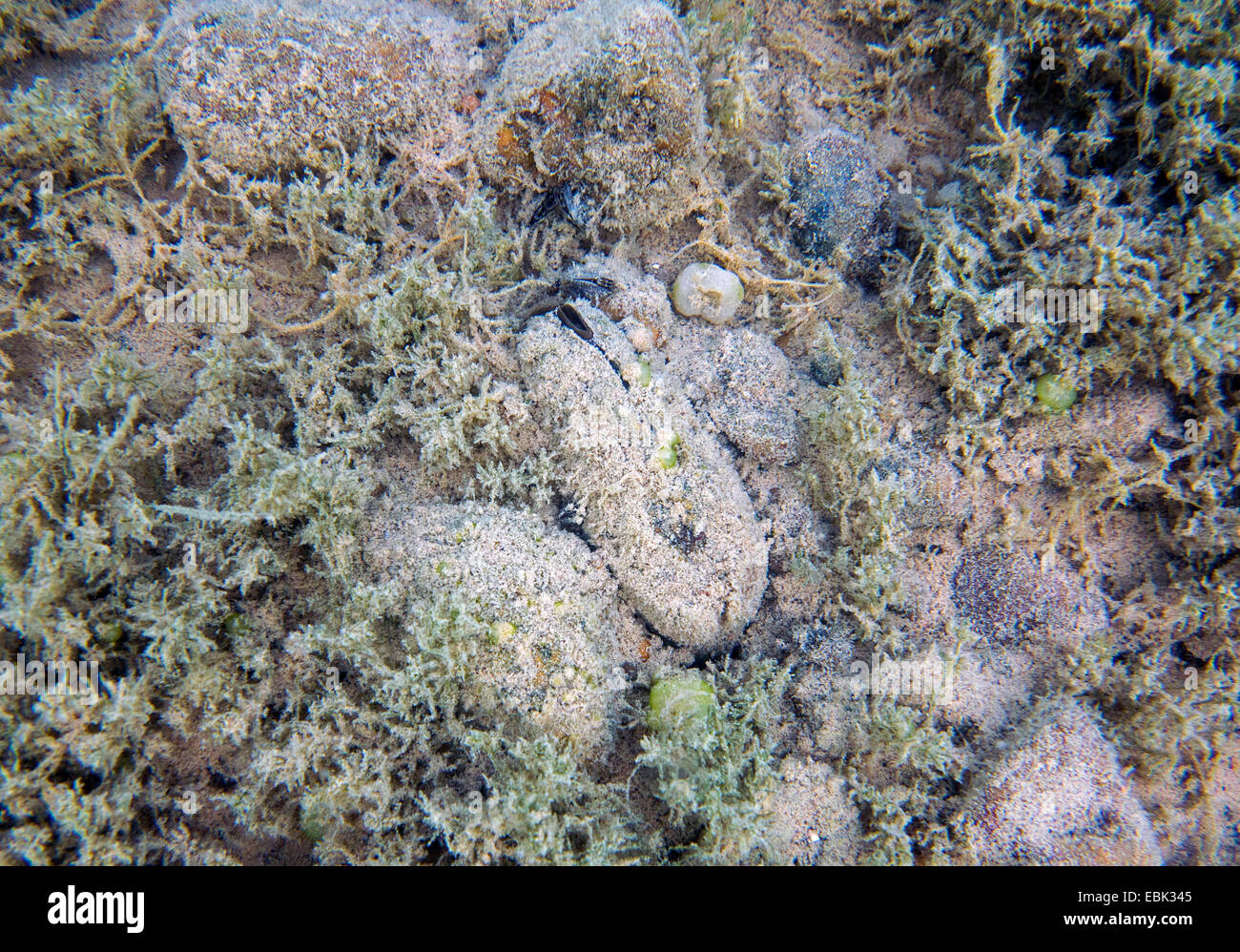 painter's mussel (Unio pictorum, Pollicepes pictorum), on the ground ...