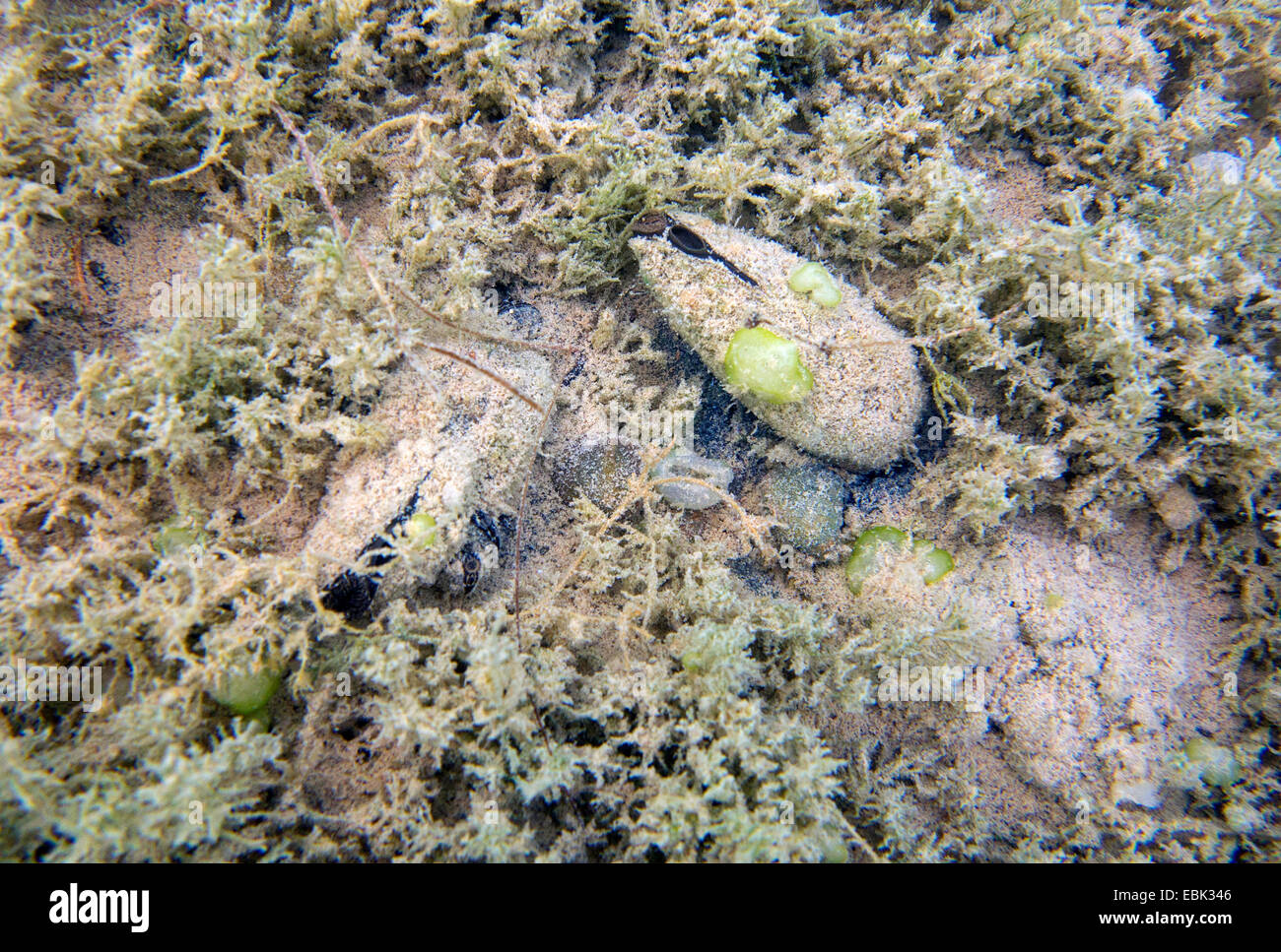 painter's mussel (Unio pictorum, Pollicepes pictorum), on the ground ...