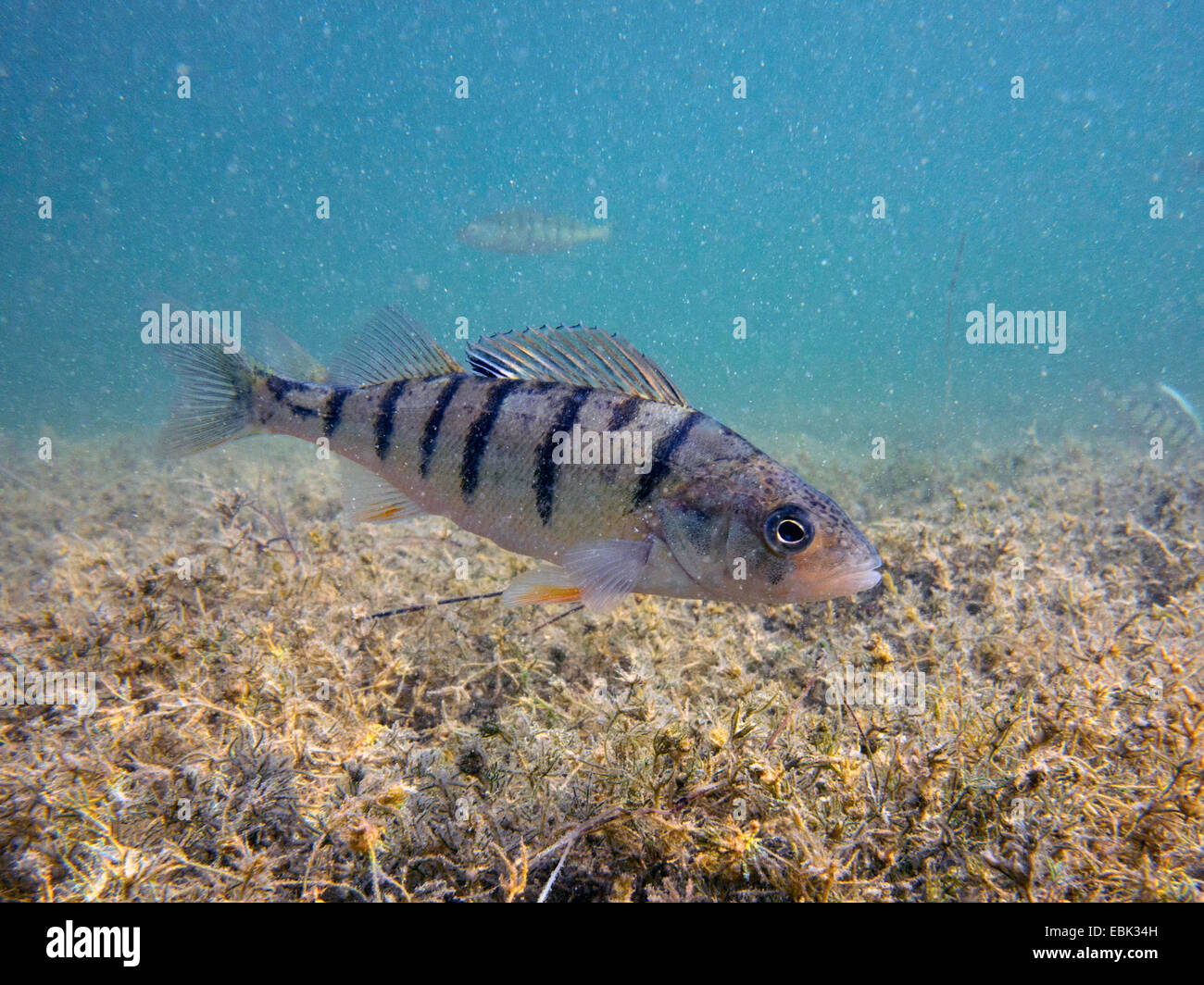 Perch, European perch, Redfin perch (Perca fluviatilis), with Characeae ...