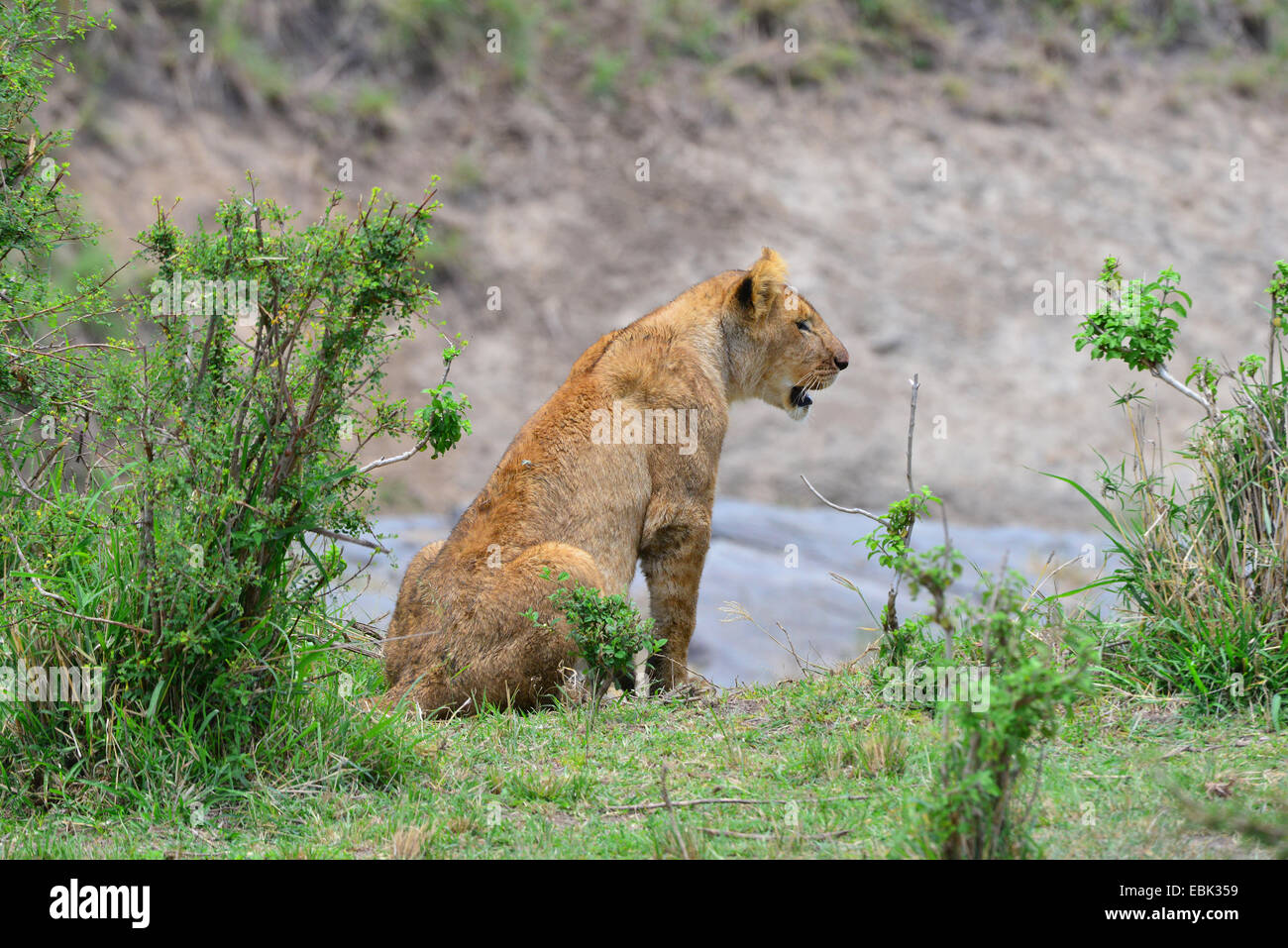 Masai Mara Lion Stock Photo - Alamy
