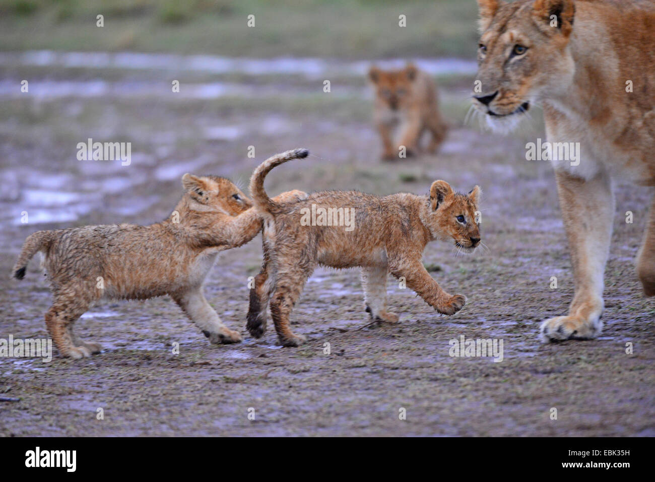 Masai Mara Lion Stock Photo - Alamy