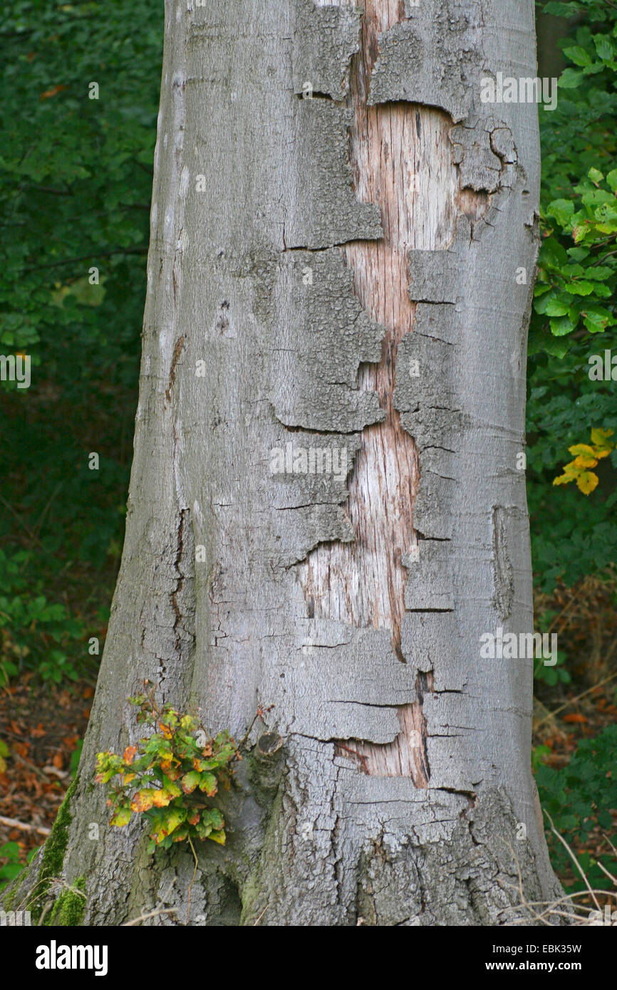 Sunscalds hi-res stock photography and images - Alamy