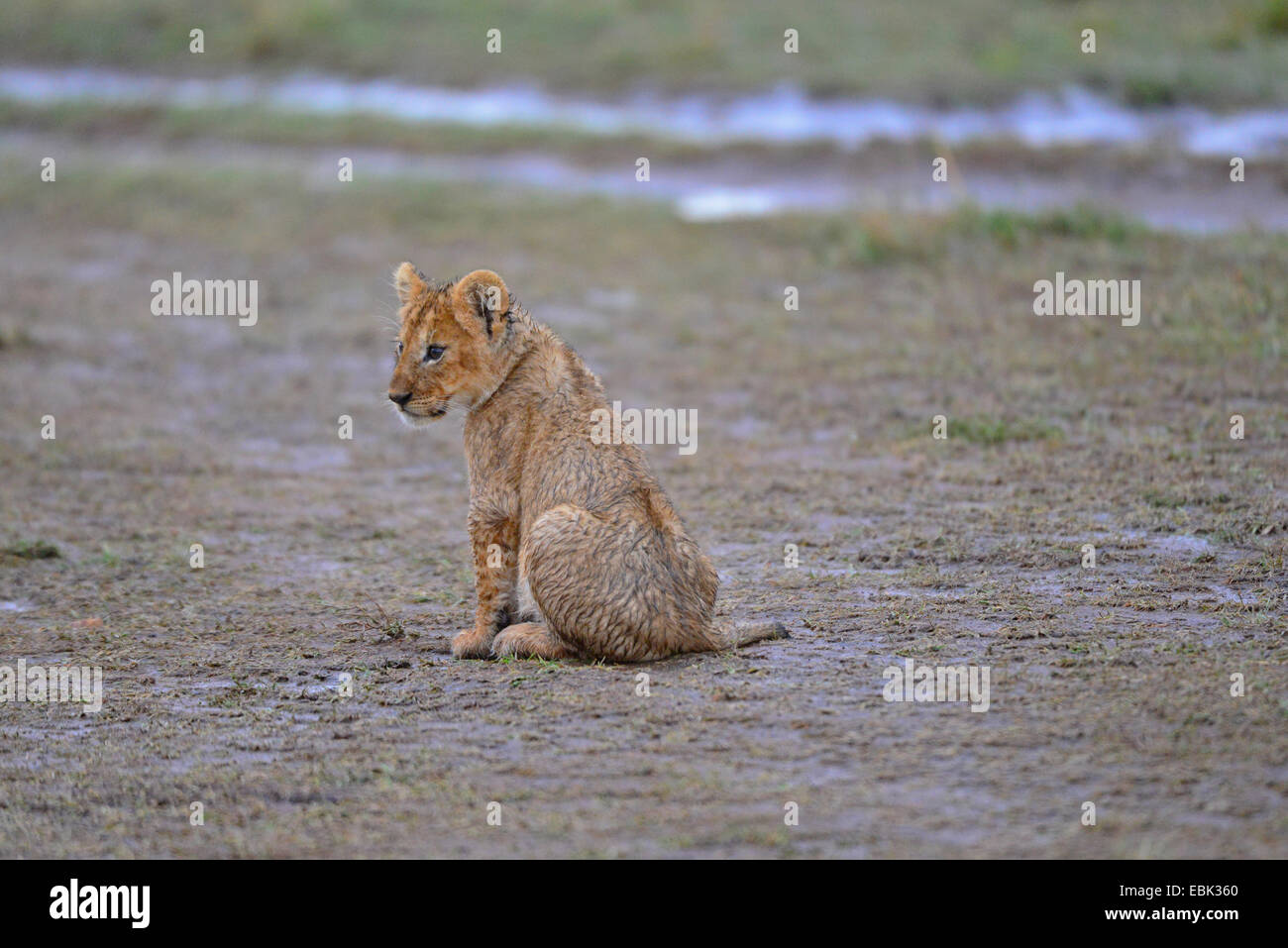 Masai Mara Lion Stock Photo - Alamy