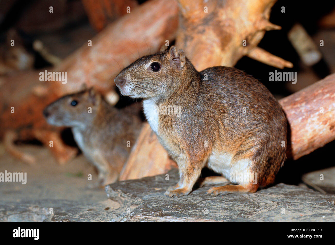 rock cavy, moco (Kerodon rupestris), portrait of two animals sitting ...