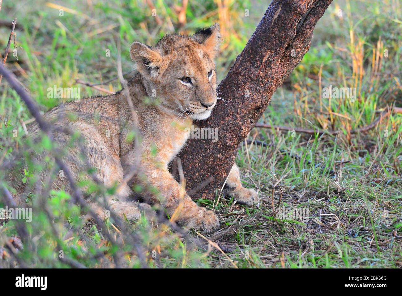 Masai Mara Lion Stock Photo - Alamy