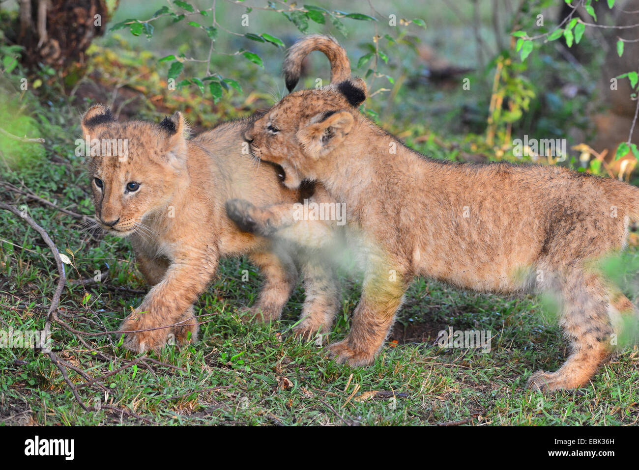 Masai Mara Lion Stock Photo - Alamy