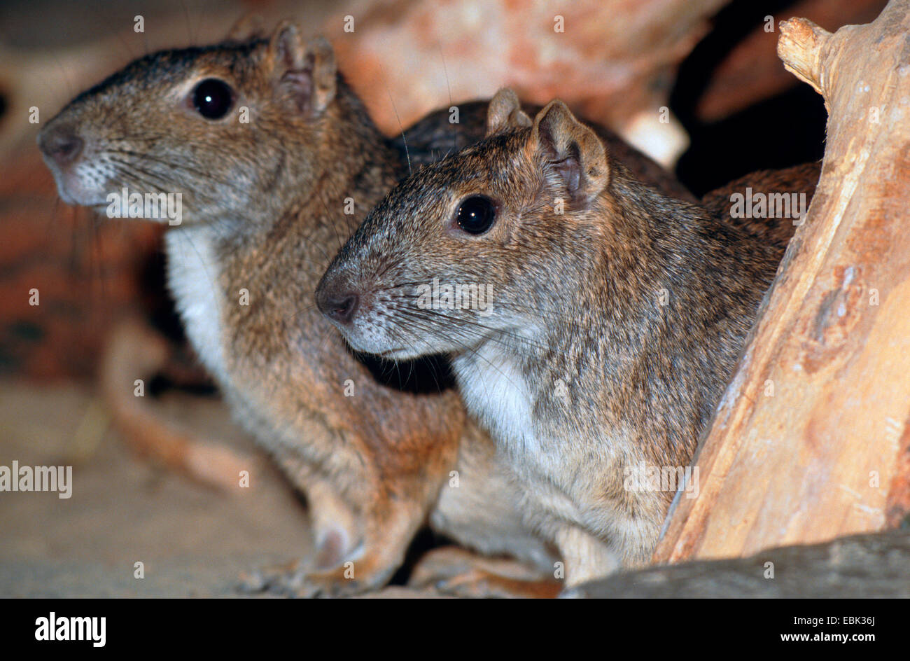 rock cavy, moco (Kerodon rupestris), portrait of two animals sitting ...