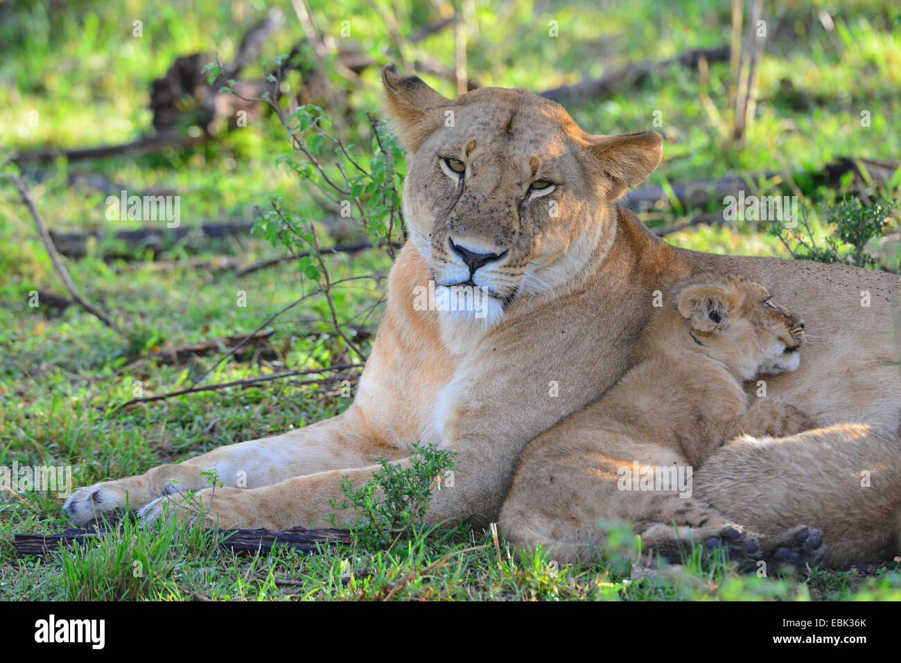 Masai Mara Lion Stock Photo - Alamy