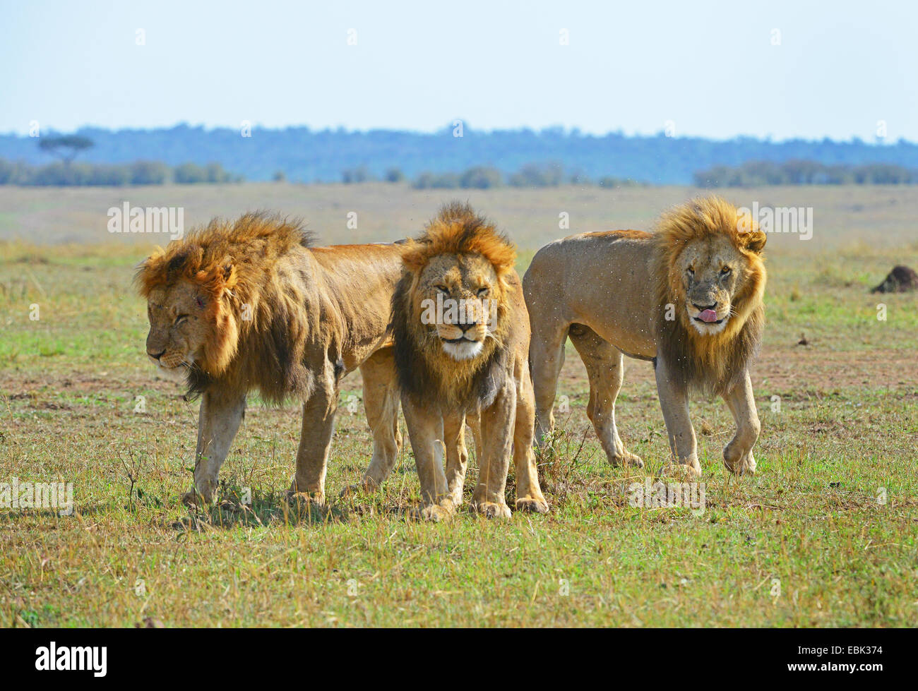 Masai Mara Lion Stock Photo - Alamy