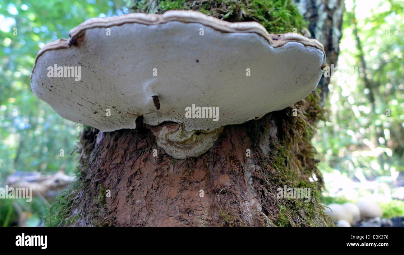 Birch polypore brackets hi-res stock photography and images - Alamy
