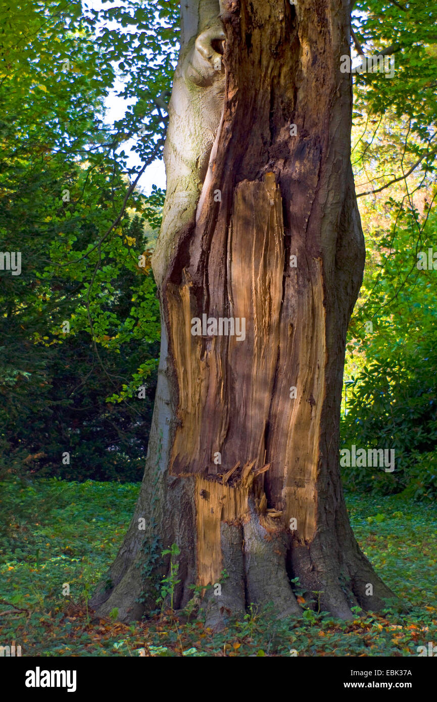 Lightning strike tree hi-res stock photography and images - Alamy