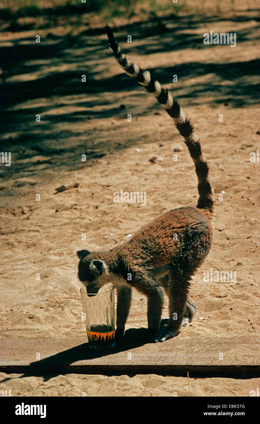 Sticking Head In The Sand High Resolution Stock Photography and Images ...