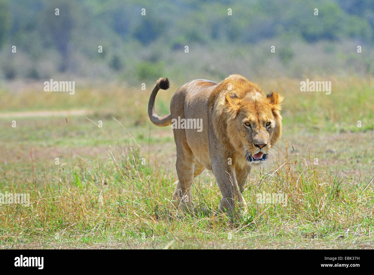 Masai Mara Lion Stock Photo - Alamy