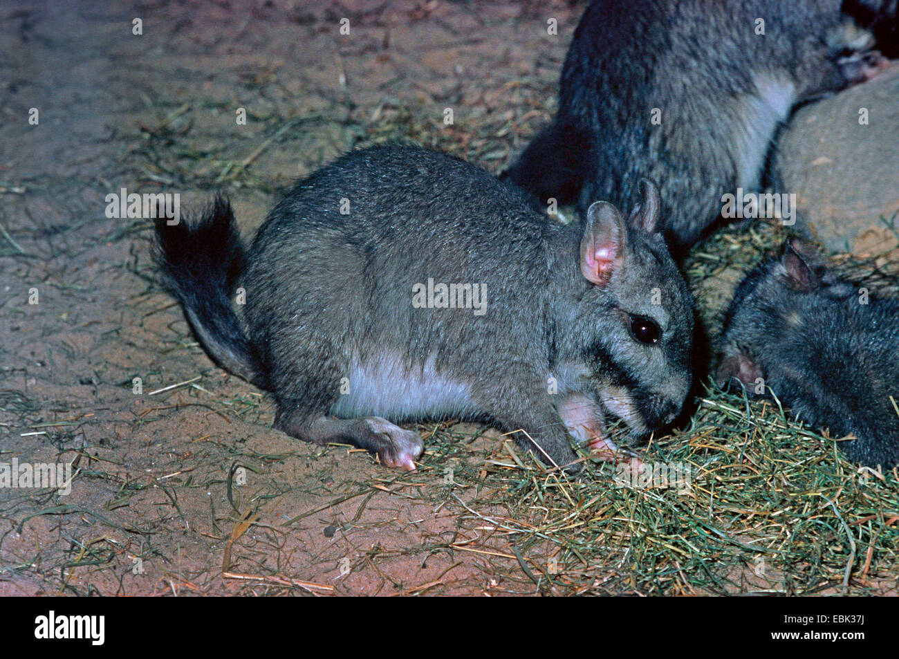 Plains vizcacha hi-res stock photography and images - Alamy