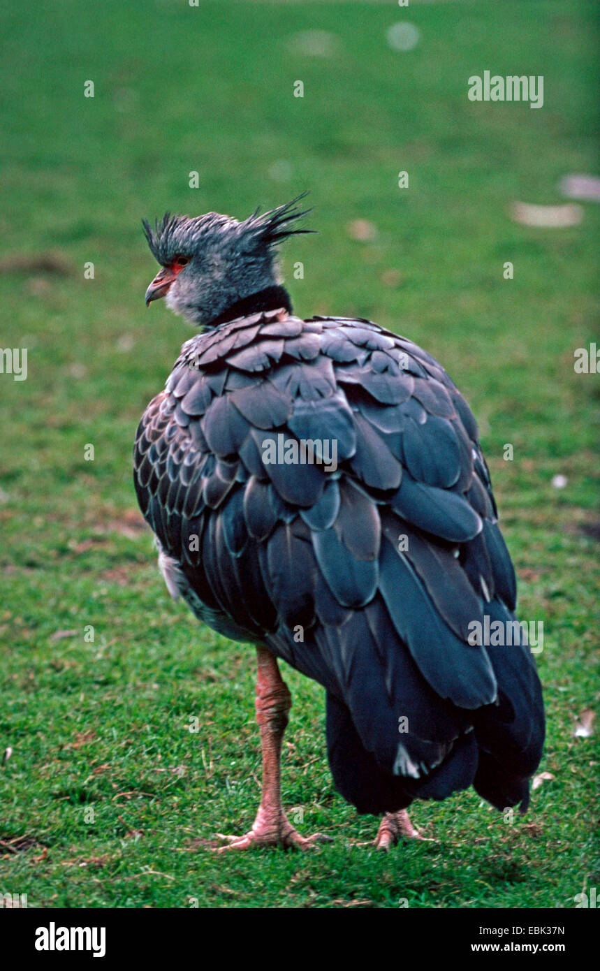 crested screamer, Southern screamer (Chauna torquata, Chauna cristata ...