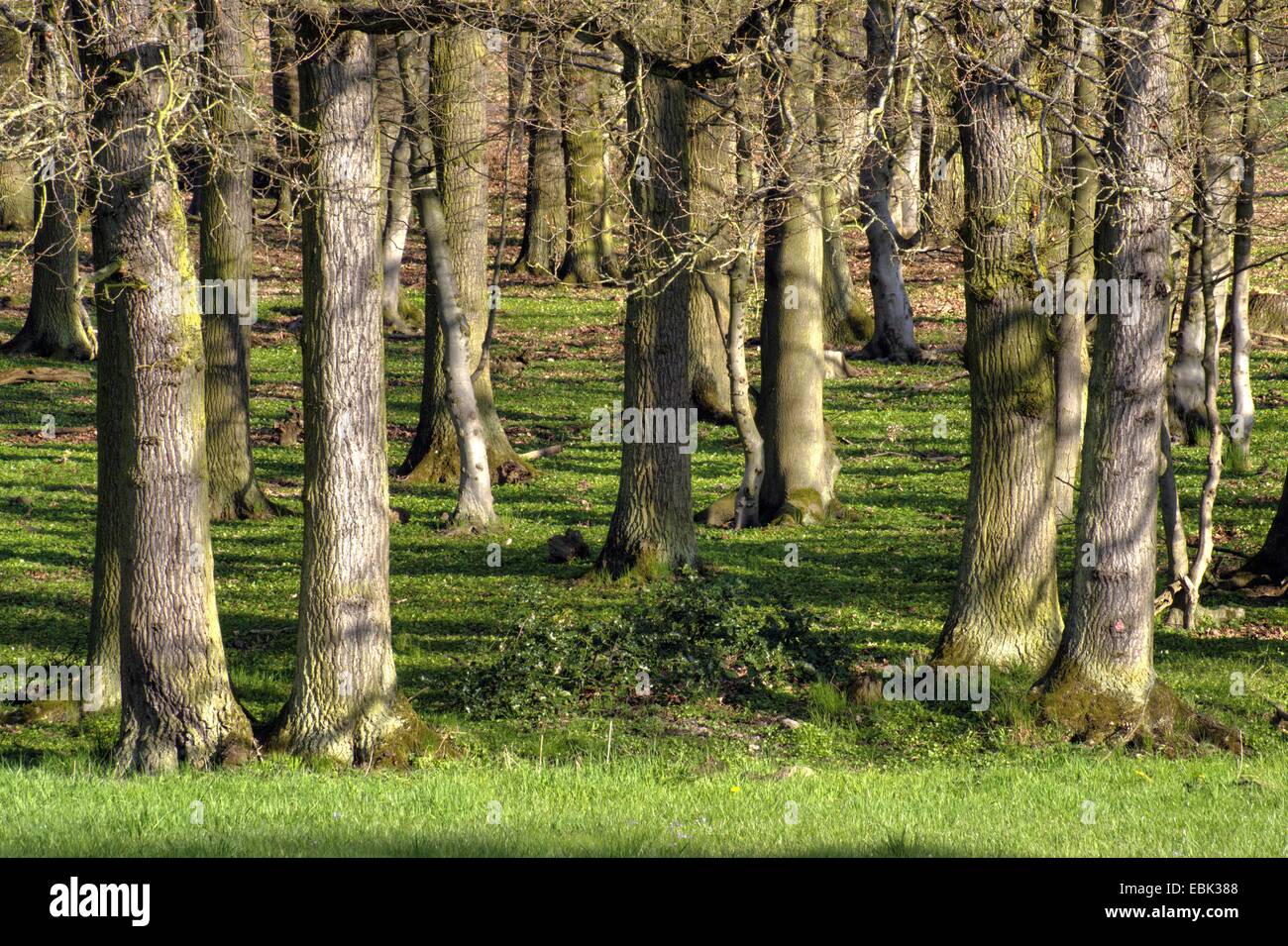 Oak beech hi-res stock photography and images - Alamy