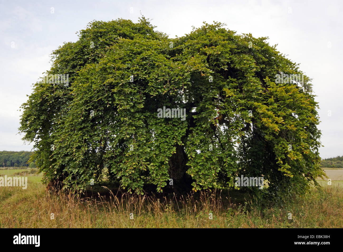 European weeping beech tree hi-res stock photography and images - Alamy