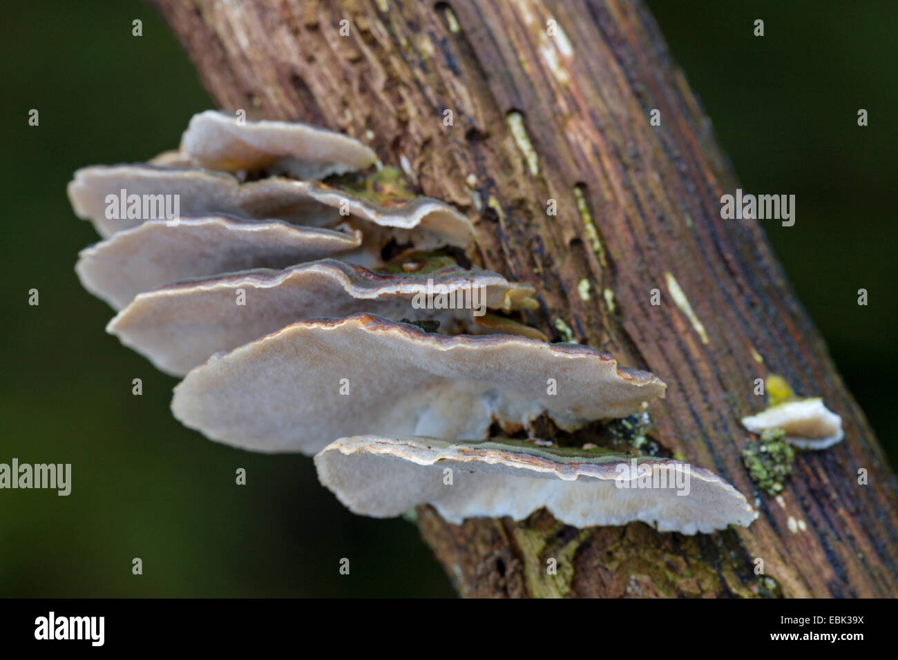 Turkey tail fungi hi-res stock photography and images - Alamy