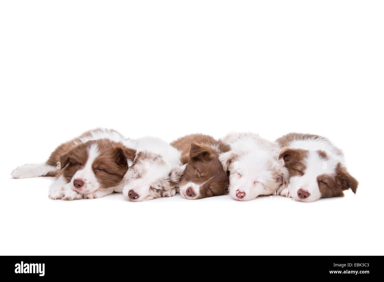 Five border collie puppy dogs in a row in front of a white background ...