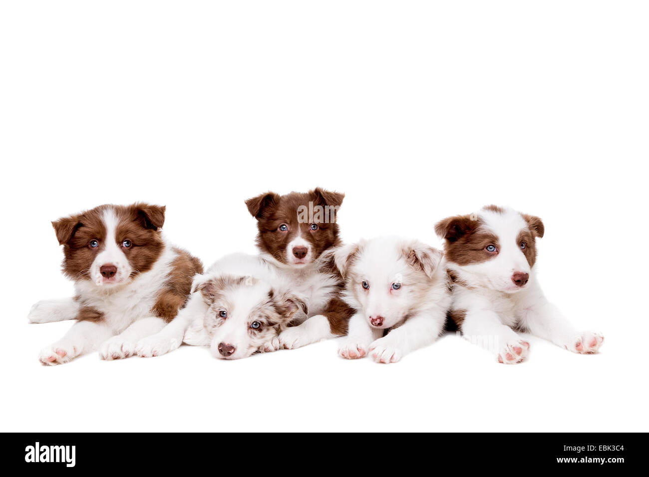 group of five border collie puppy dogs in front of a white background ...