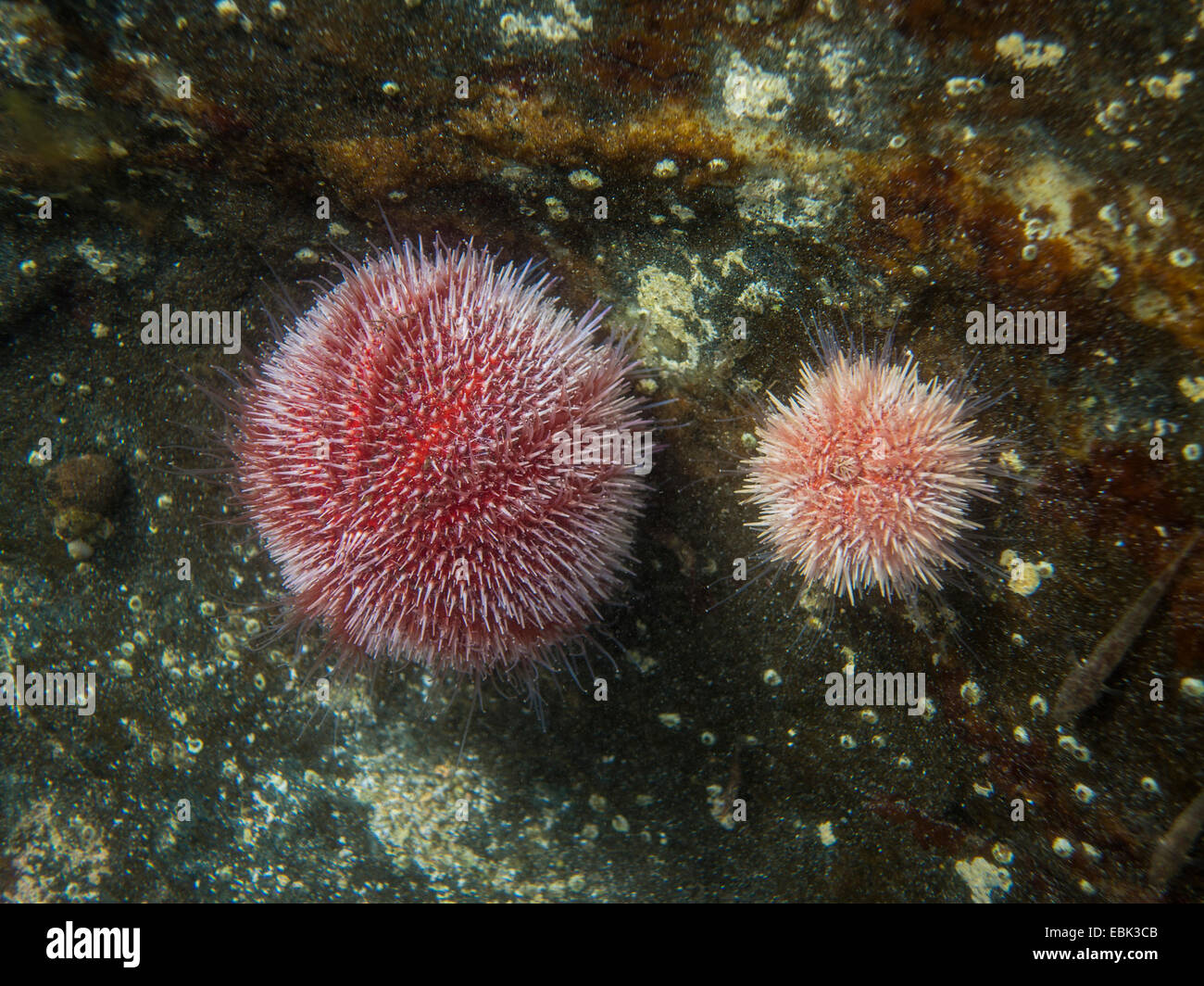 edible sea urchin, common sea urchin (Echinus esculentus), Norway ...