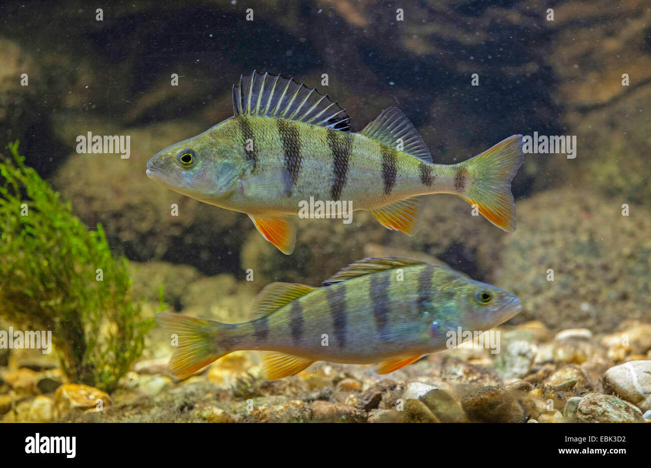 Perch, European perch, Redfin perch (Perca fluviatilis), Germany Stock ...
