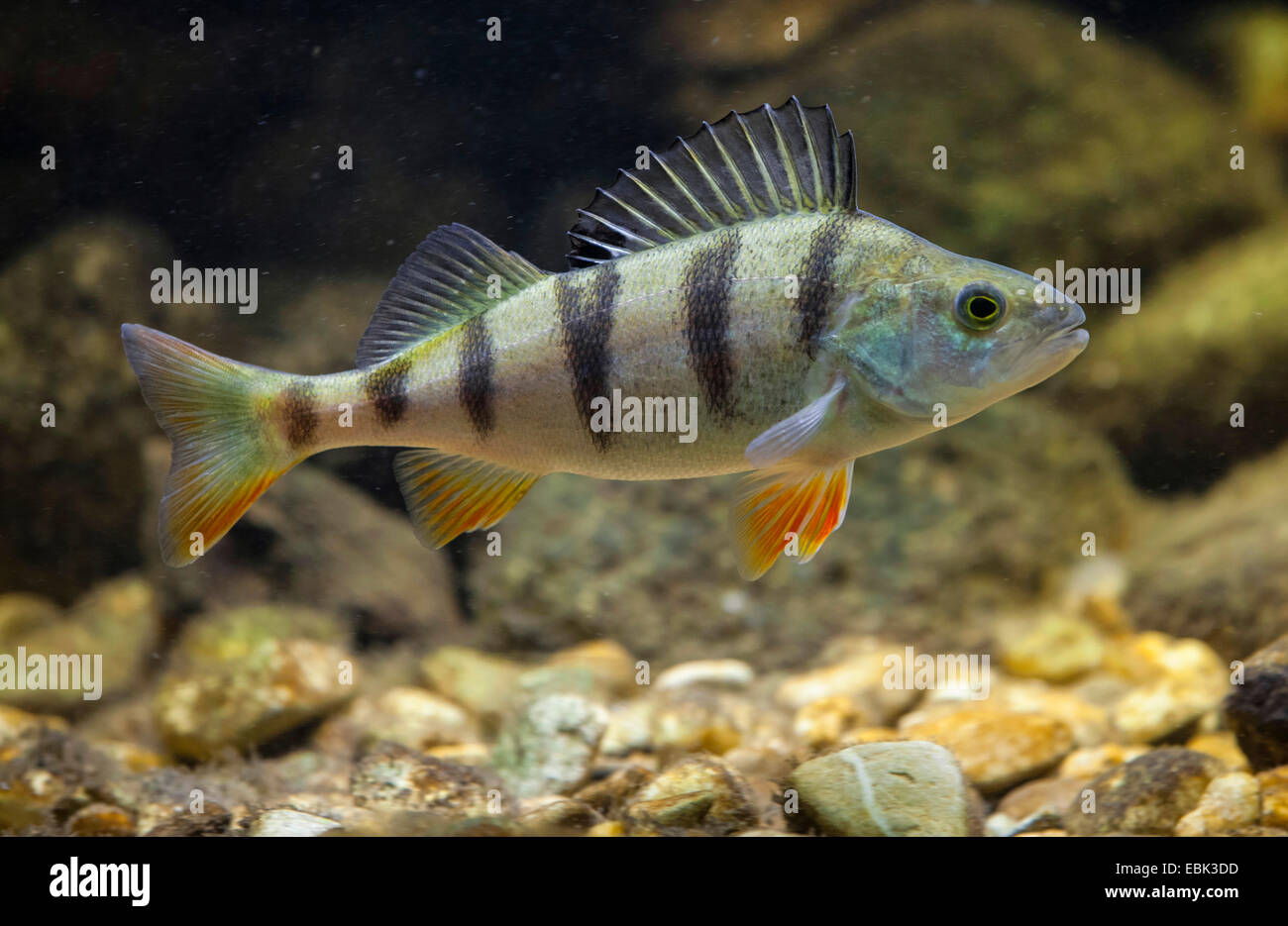 Perch, European perch, Redfin perch (Perca fluviatilis), single ...