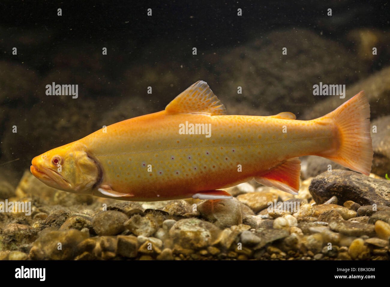 brook trout, brook char, brook charr (Salvelinus fontinalis), male ...