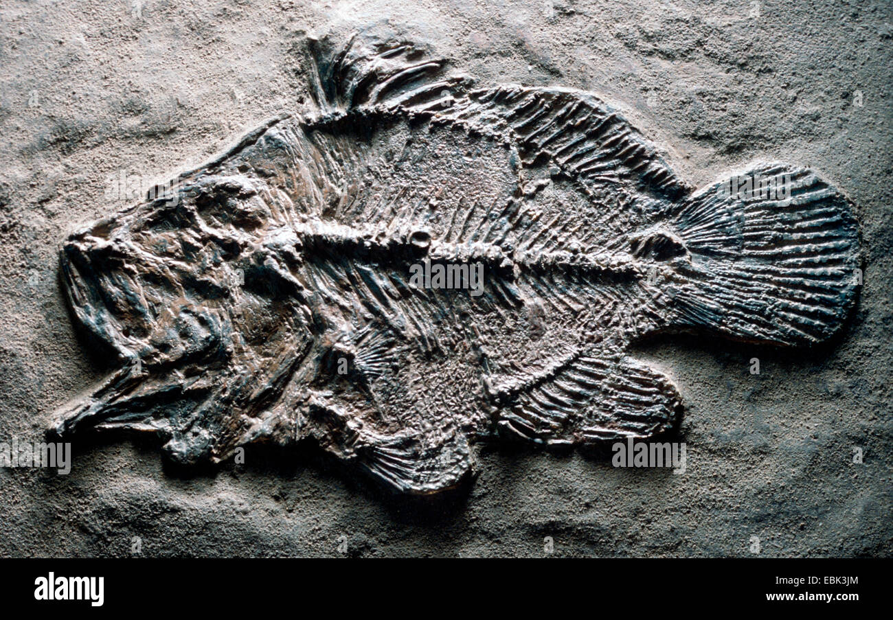 Messel pit fossil site hi-res stock photography and images - Alamy