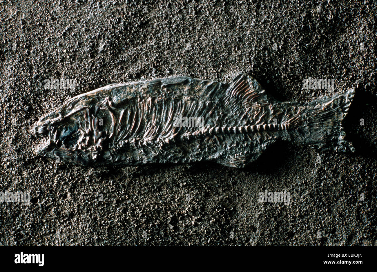 Messel Pit Fossils High Resolution Stock Photography and Images - Alamy