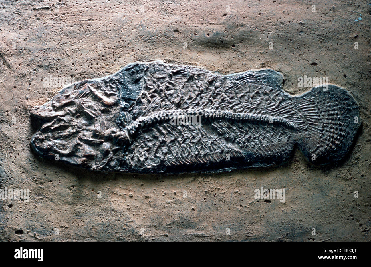 Cyclurus 'Amia' eocene, Germany, Hesse, Messel Stock Photo - Alamy