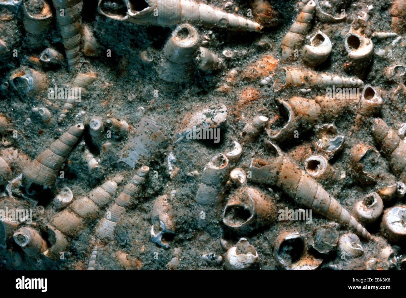 turretsnail (Turritella glinitzii), deposition of snail-shells, Germany ...