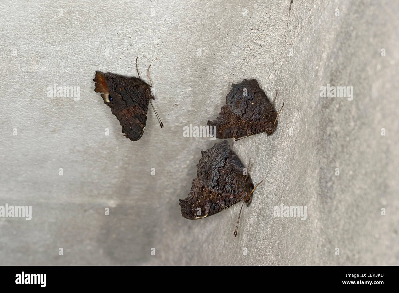 Overwintering insects hi-res stock photography and images - Alamy