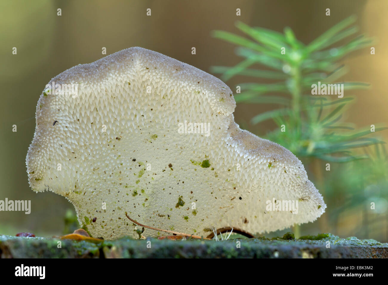 jelly tooth (Pseudohydnum gelatinosum), jelly tooth, Germany, Schleswig ...
