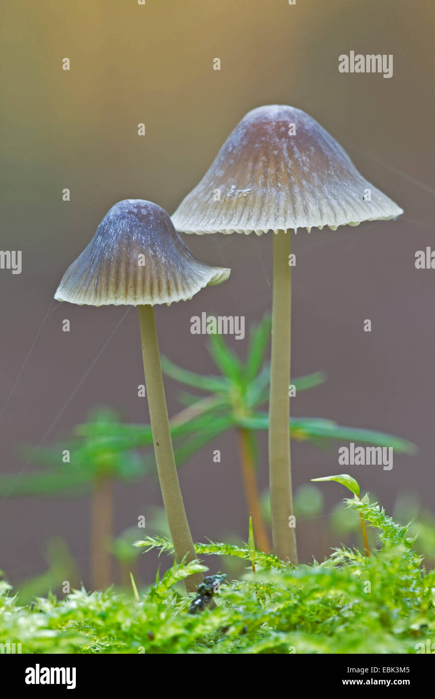 Common bonnet hi-res stock photography and images - Alamy