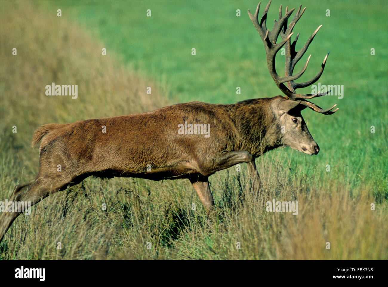 Jumping stag hi-res stock photography and images - Alamy