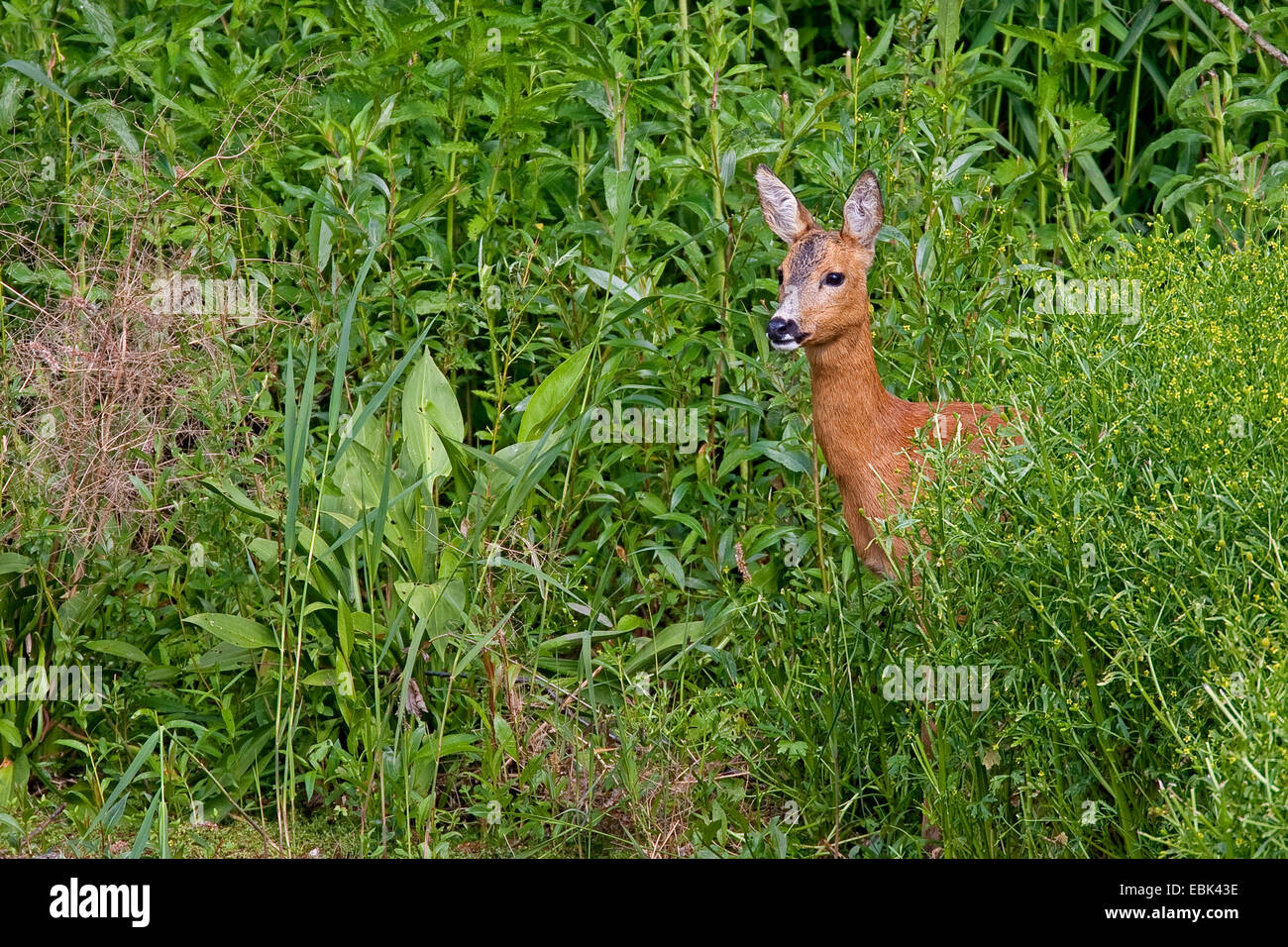 roe deer (Capreolus capreolus), doe looking out of a thicket, Germany ...