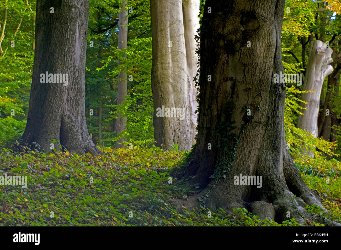 common beech (Fagus sylvatica), beech trunkt with ivy in a beech forest ...