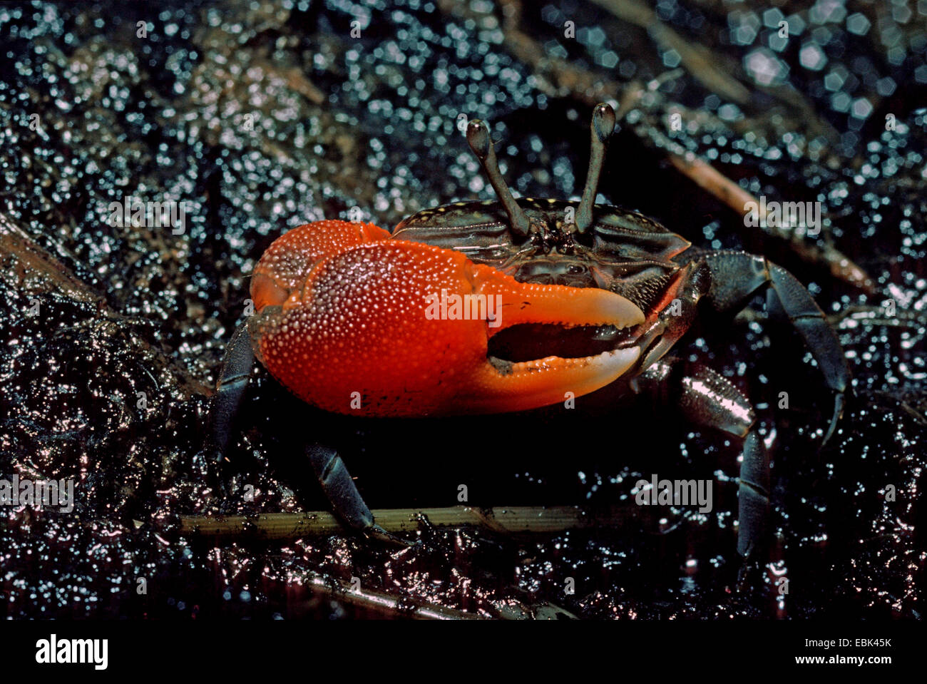 fiddler crab (Uca perplexa), sitting at the beach in the mud, Indonesia ...