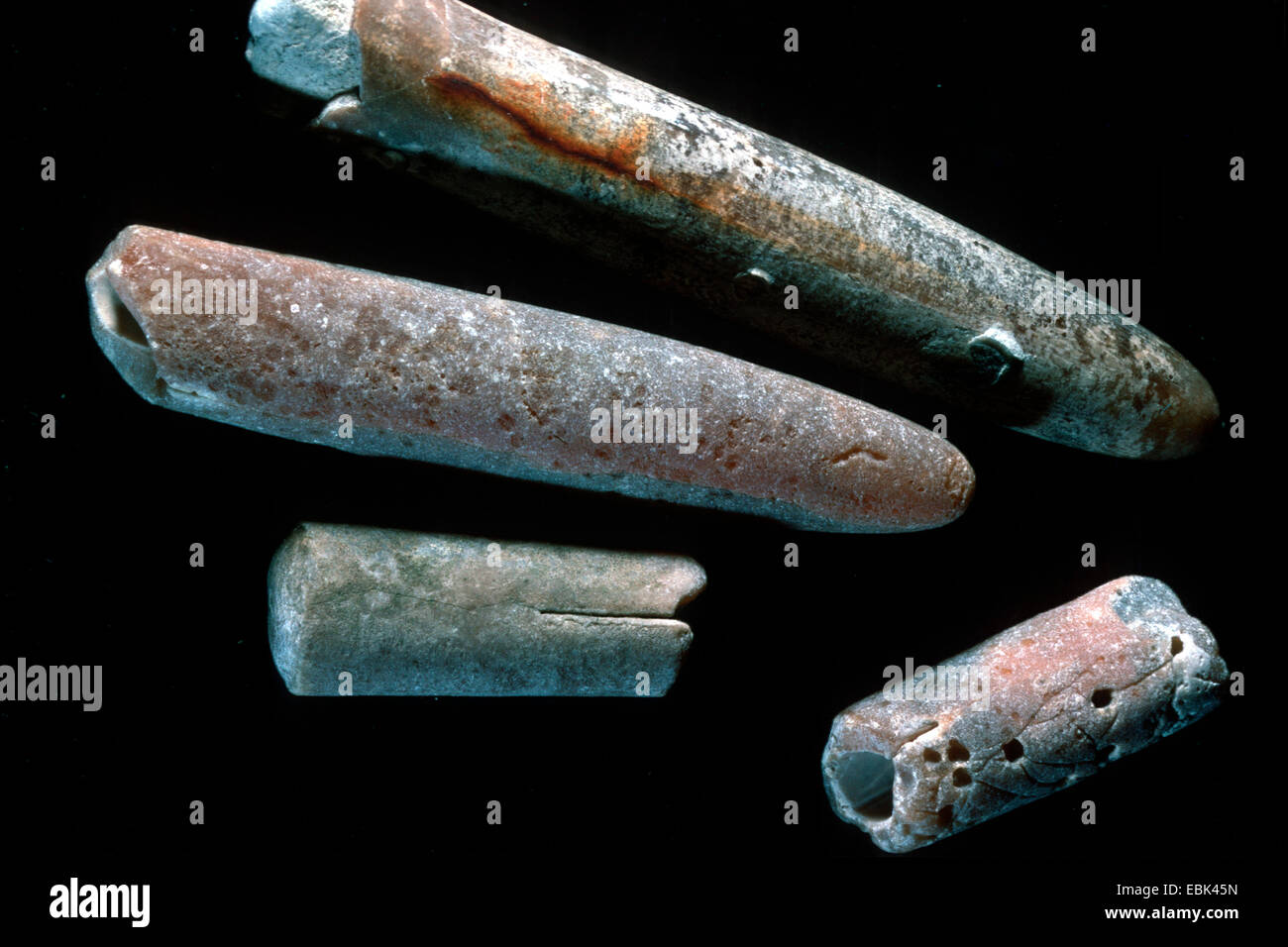 belemnites (Belemnitida, Belemnella occidentalis), upper Cretaceous ...