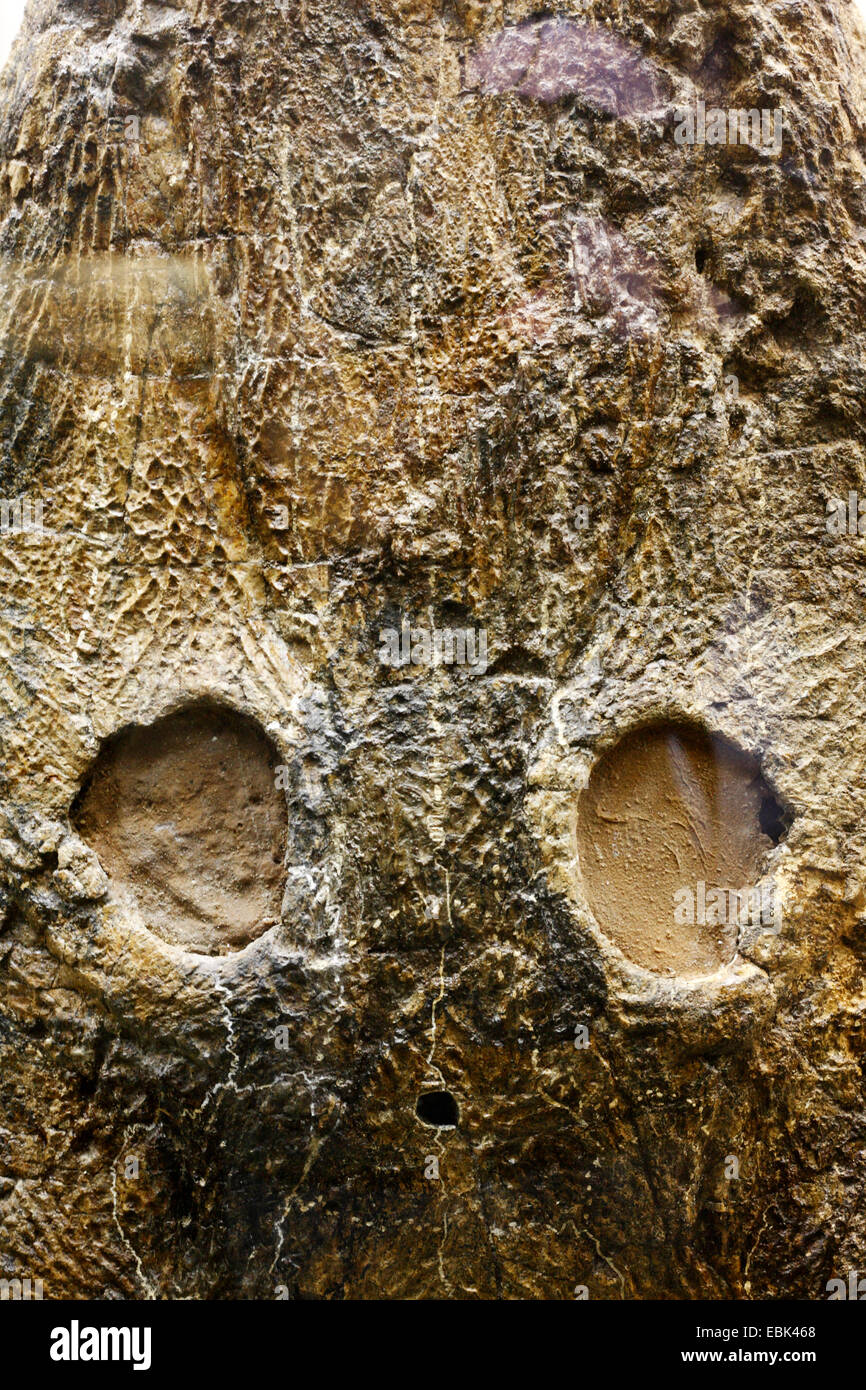 Amphibian fossil hi-res stock photography and images - Alamy